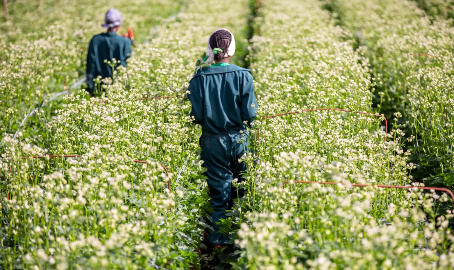 Astrantia collection | Marginpar